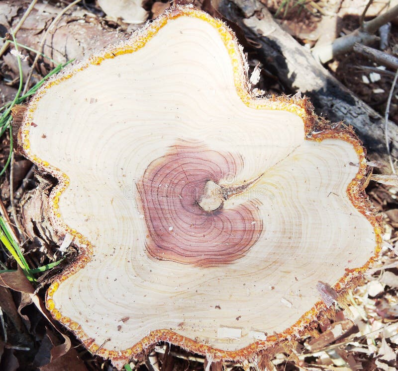 Tree circle texture stock photo. Image of natural, forestry - 34613916
