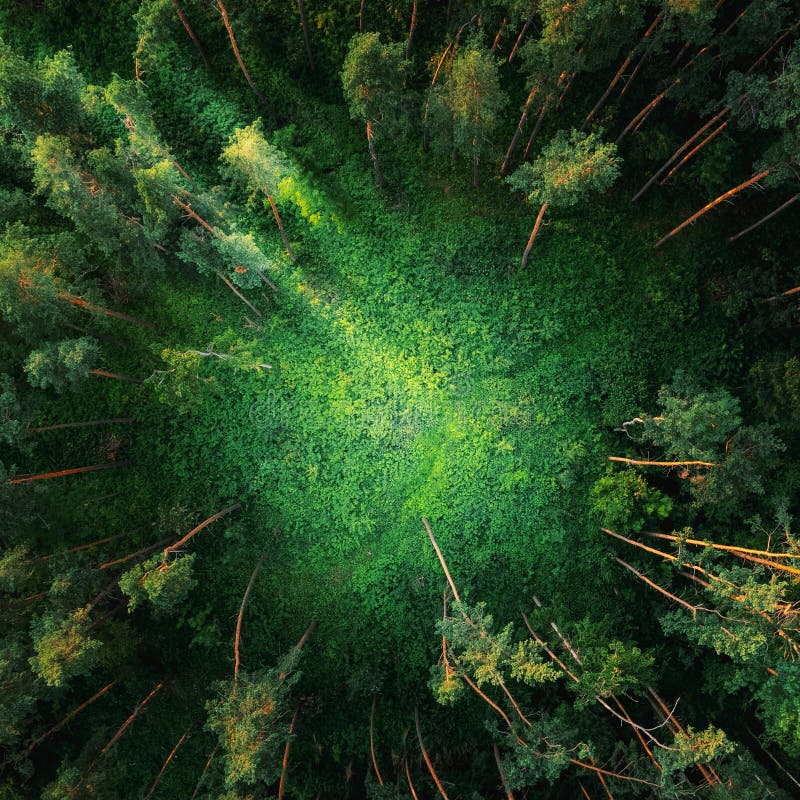 Circle of Trees with Light Shining through To an Empty Clearing Stock ...