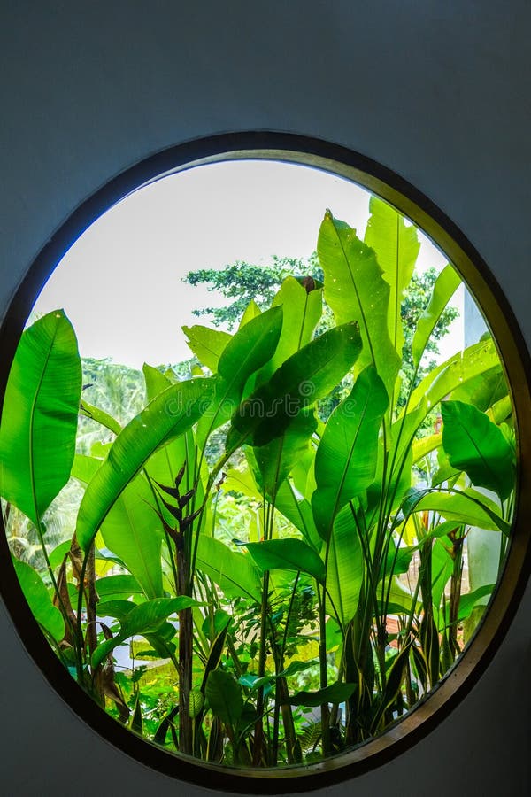 Circle Window Frame with Lush Banana Leaves View in a Tropical Setting ...