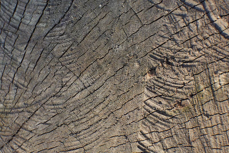 Circle wood texture stock photo. Image of plank, cross - 78677930