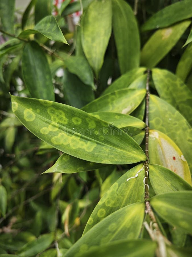 Circle Yellow Mark on the Leaf Prove that the Leaf Infected Stock Photo ...