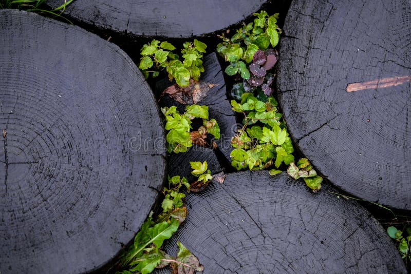 Tree trunk circles stock photo. Image of tree, wooden - 20942520
