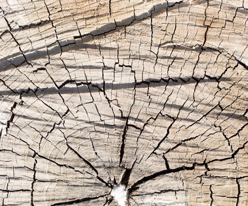 Circles on a tree stump stock image. Image of texture - 101377789