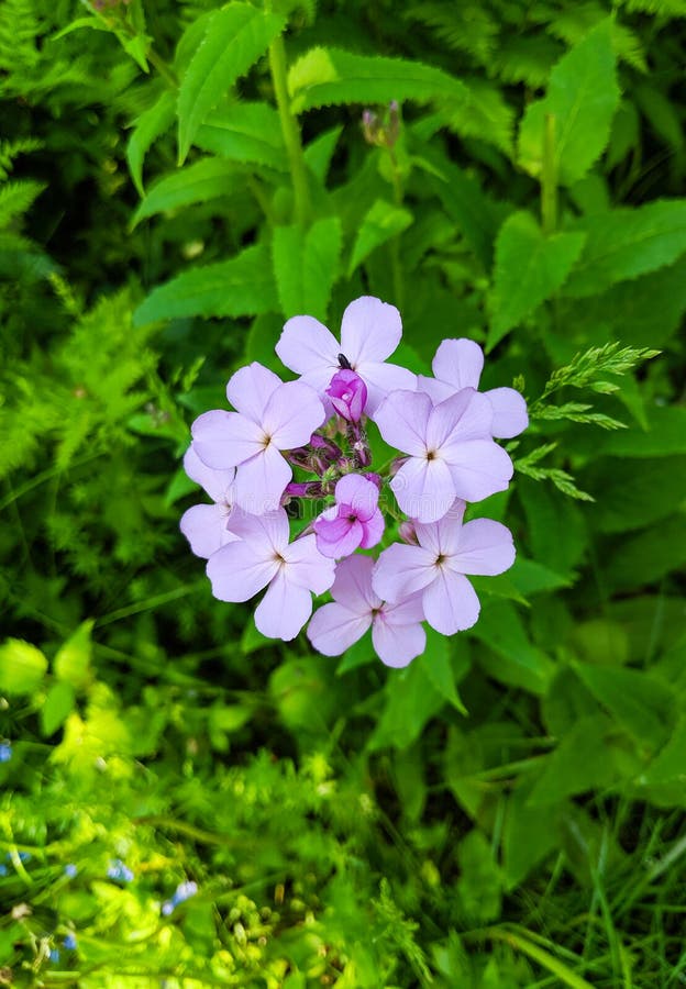 Circlet of Light Pink Flowers Surrounded by Summer Greenery Stock Photo ...