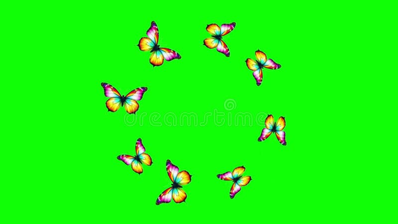 Circling Beautiful Butterflies Motion Graphics with Green Screen ...
