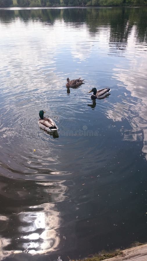 Circling ducks stock image. Image of circling, lake, ducks - 99397653