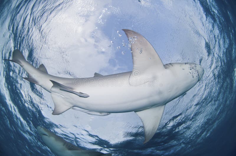 Circling shark stock photo. Image of shark, fish, angle - 21940642