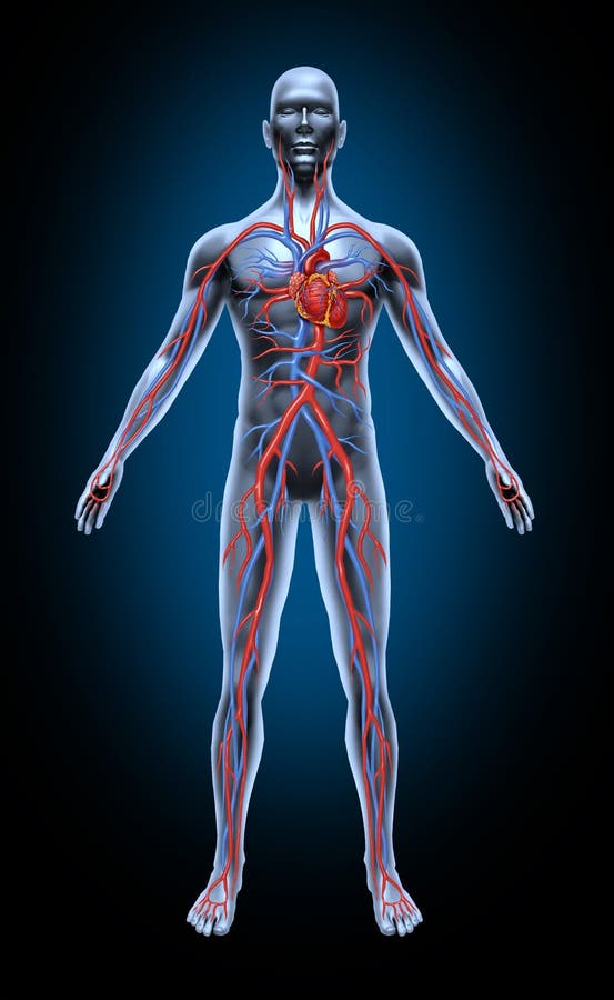 Circulación De Sangre Humana Stock de ilustración - Ilustración de ...
