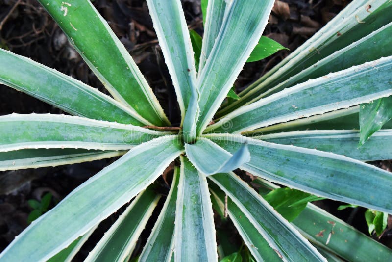 Circular Arrangement of Leaves Stock Image - Image of leaf, shrub ...