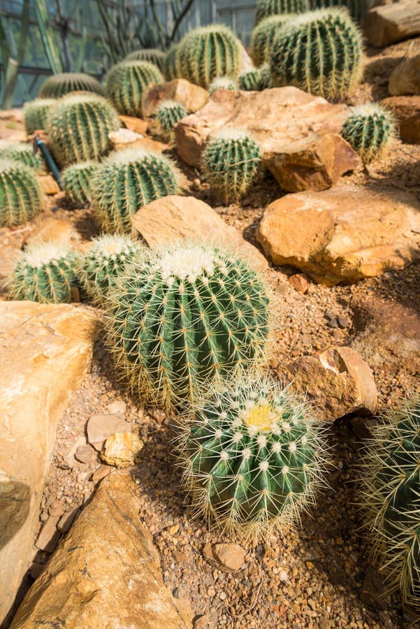 Circular cactus stock image. Image of spikes, botanic - 41274649
