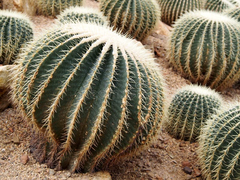 Circular Cactus stock photo. Image of botany, thorn, plant - 33708572