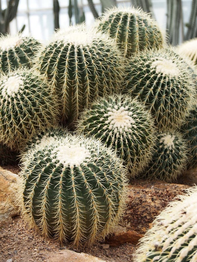Circular Cactus stock image. Image of thorn, group, plant - 33708777