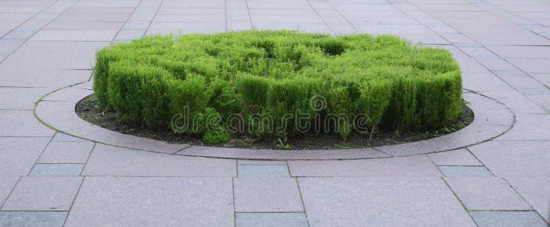 A Circular Flowerbed of Green Plants Stock Image - Image of outdoor ...