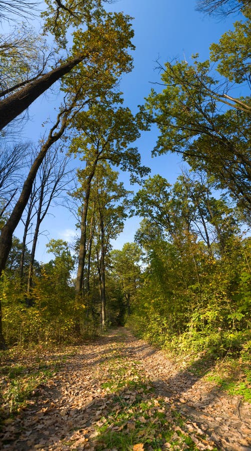 Circular Forest Picture. Image: 6863599