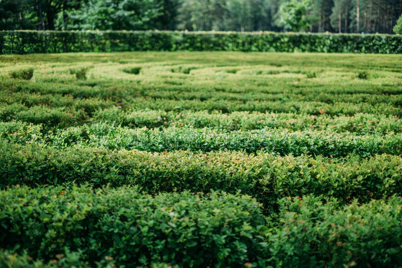 Circular Green Bushes Labyrinth. Stock Photo - Image of green ...