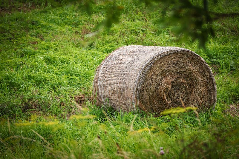 Circular Hay Stack in a Summer Field with Green Grass Stock Photo ...
