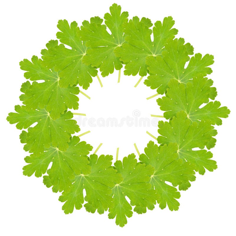 Circular leaf montage stock image. Image of isolated - 76861455