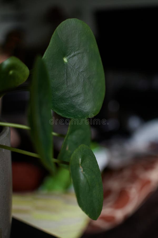 Circular Leaves on House Plant Indoors with Background Blur Stock Image ...