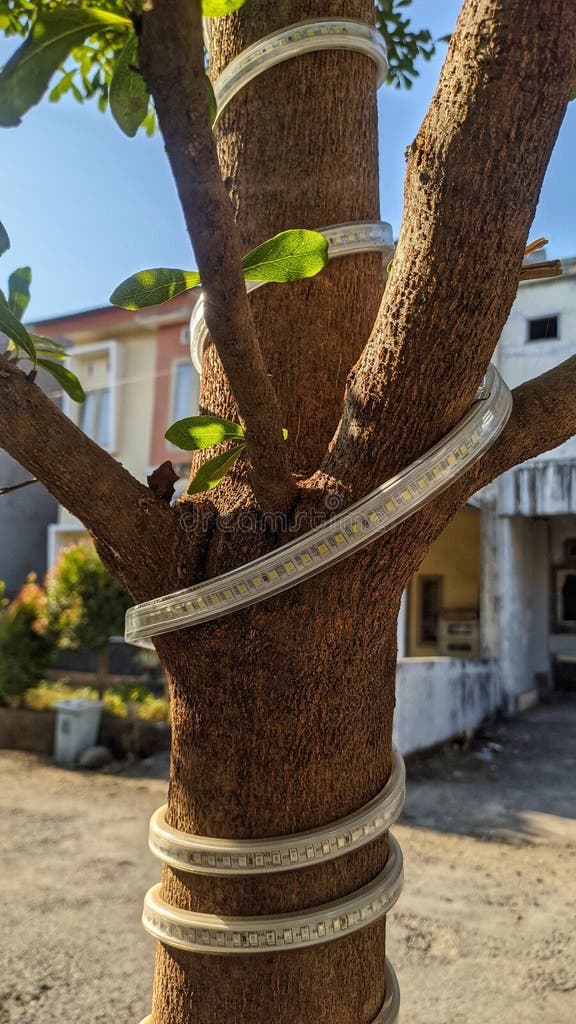 Circular Led Light on the Tree Stock Photo - Image of circular ...