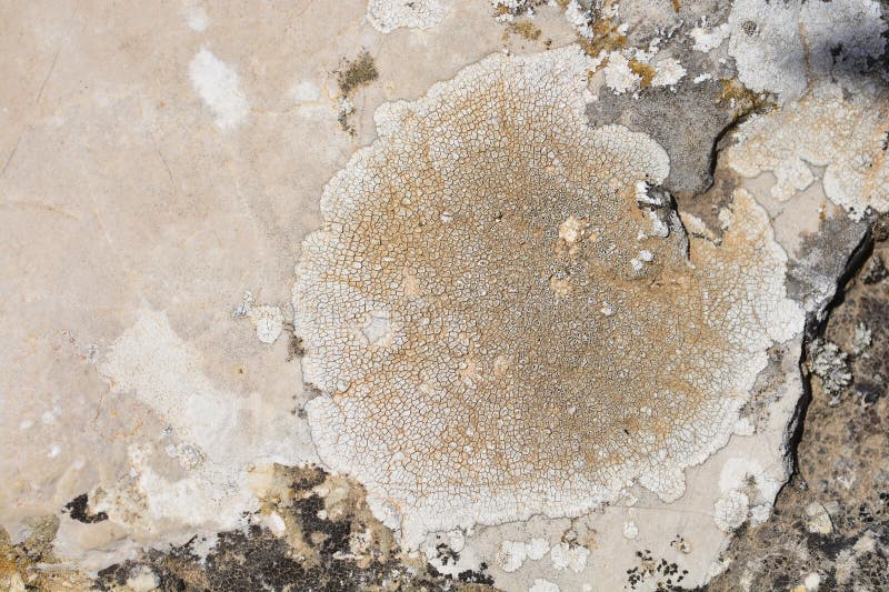 Circular lichen stock image. Image of surrounded, moss - 359205523