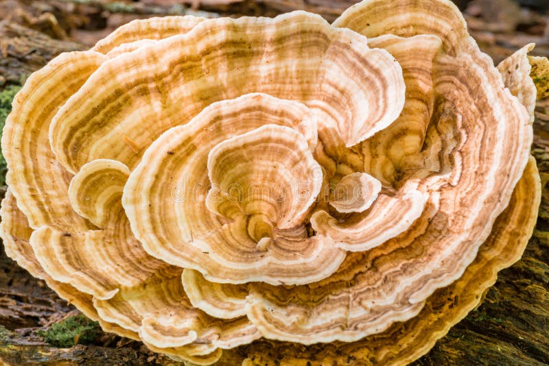 Circular Mushroom stock photo. Image of growing, circular - 75299886