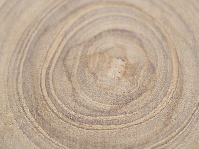 The Circular Piece of Wood Cross Section with Tree Ring Texture Stock ...