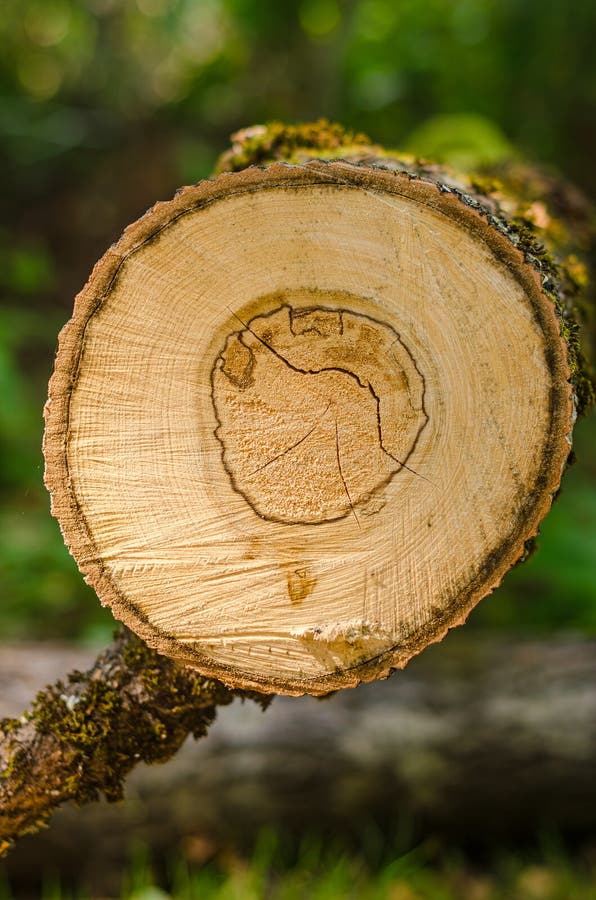 Circular Pieces of Wood Cross Section with Tree Ring in Forest Stock ...