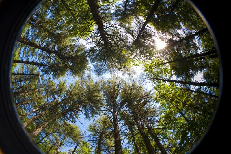 Isolated pine branch stock photo. Image of macro, branch - 17064690