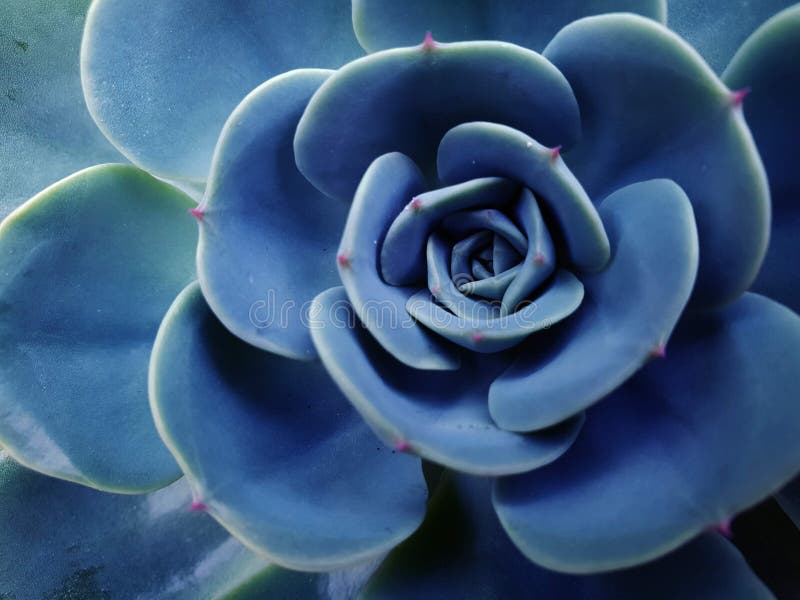 Circular plant stock image. Image of pattern, cactus - 136735679