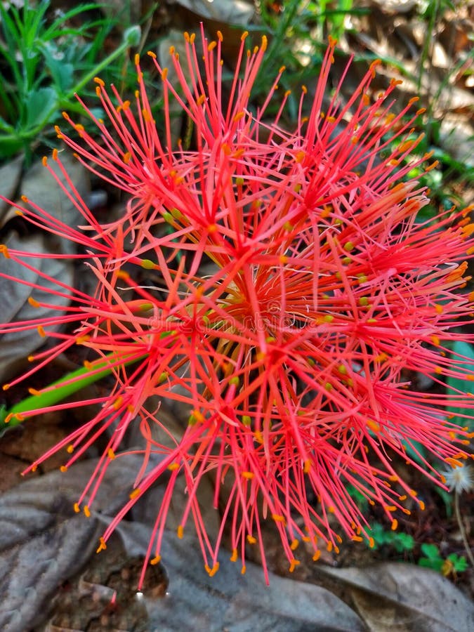 A Circular Red Flower with Long Growing Stick with Beautiful Background ...