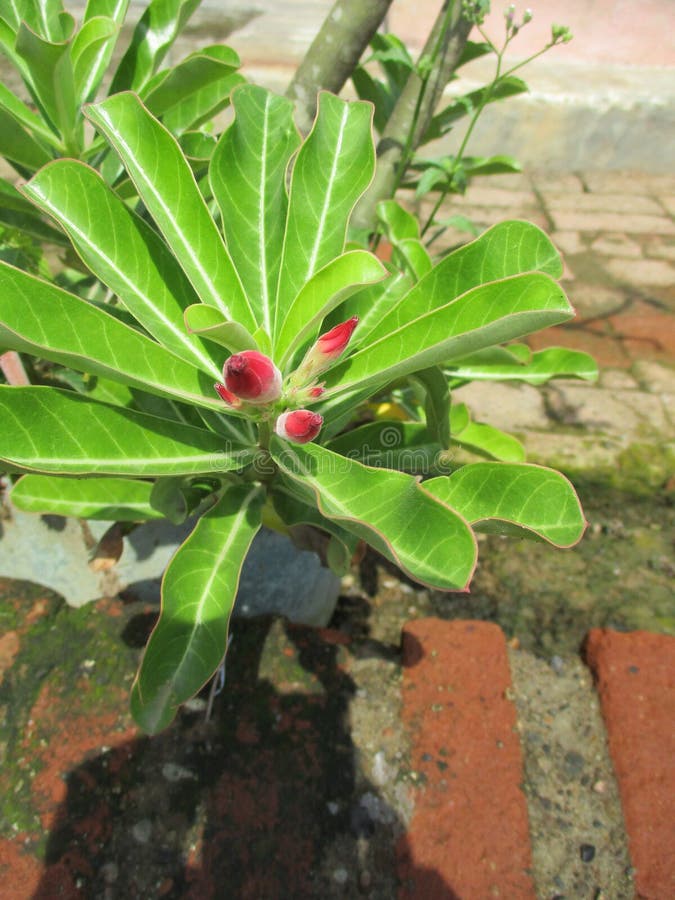 Circular Red and White Blooms Adorn the Middle Circle Stock Image ...