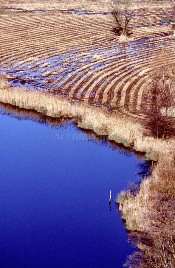 Circular of Reeds Cut with Blue Water Stock Image - Image of reed, lake ...