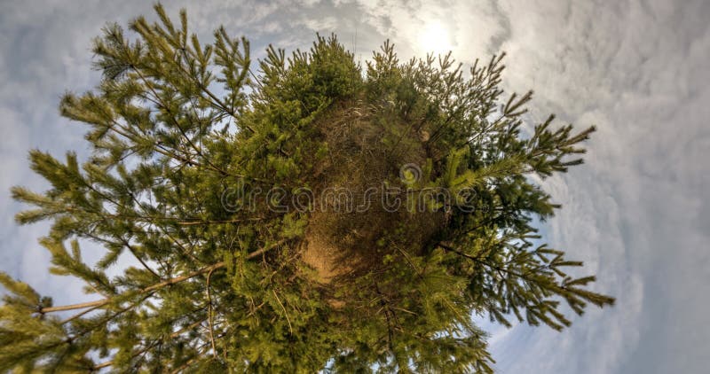 Circular Rotation on a Field among a Pine Forest on a Sunny Day with ...