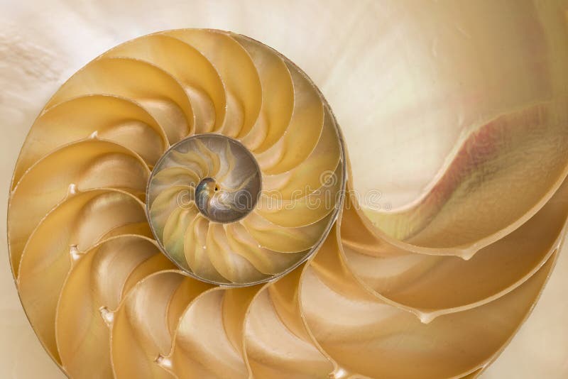 Circular sea shell stock image. Image of abstract, gold - 87667381