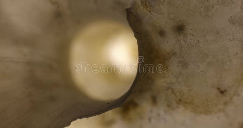 Circular Shape Endless Rotating Movement on Shell Texture Stock Footage ...