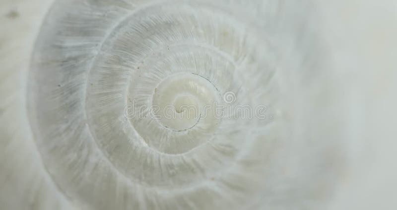 Circular Shape Endless Spiral Movement with Shell Texture Stock Video ...