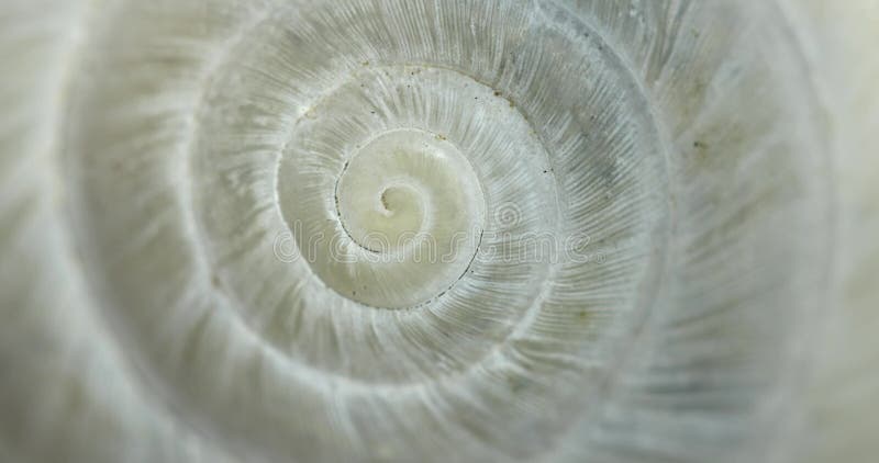 Circular Shape Endless Spiral Movement with Shell Texture Stock Footage ...