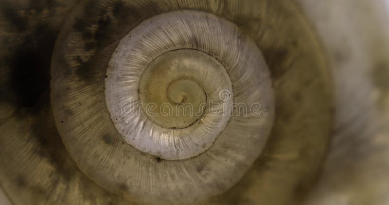 Circular Shape Endless Spiral Movement with Shell Texture Stock Video ...