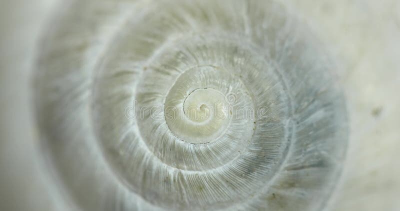 Circular Shape Endless Spiral Movement with Shell Texture Stock Footage ...
