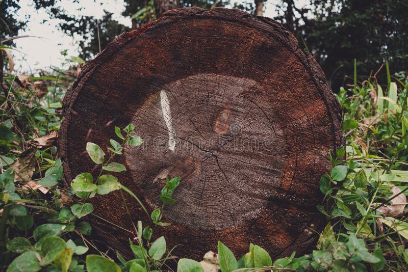Circular Shaped Wooden Log in the Forest - Trunk of Tree in the Forest ...