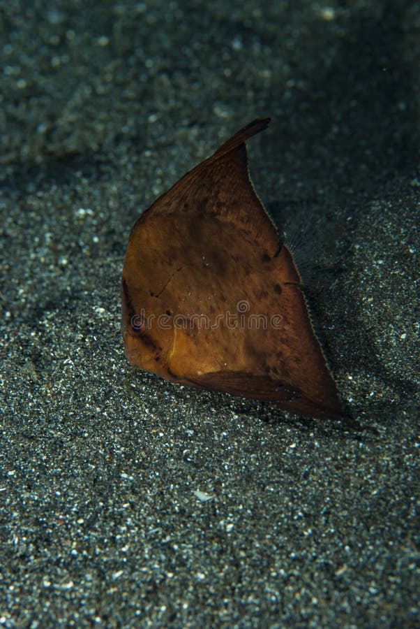 Circular Spadefish Platax Orbicularis Juvenile Stock Image - Image of ...