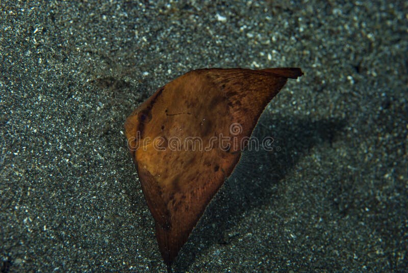 Circular Spadefish Platax Orbicularis Juvenile Stock Image - Image of ...