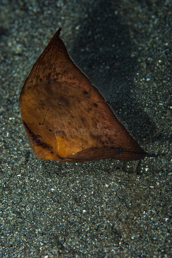 Circular Spadefish Platax Orbicularis Juvenile Stock Photo - Image of ...