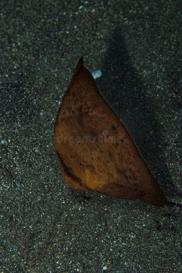 Circular Spadefish Platax Orbicularis Juvenile Stock Image - Image of ...