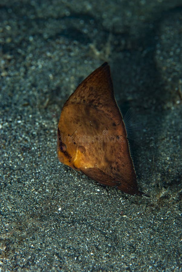 Circular Spadefish Platax Orbicularis Juvenile Stock Photo - Image of ...