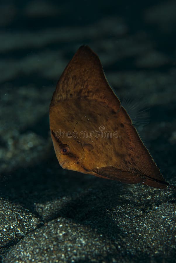Circular Spadefish Platax Orbicularis Juvenile Stock Photo - Image of ...