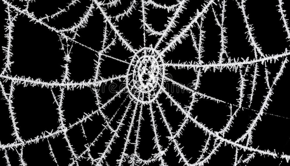 Real Frost Covered Spider Web Isolated on Black Stock Illustration ...
