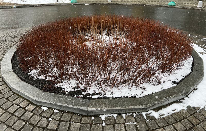 Circular Stone Planter with Bare Red Bushes Lightly Dusted by Snow ...