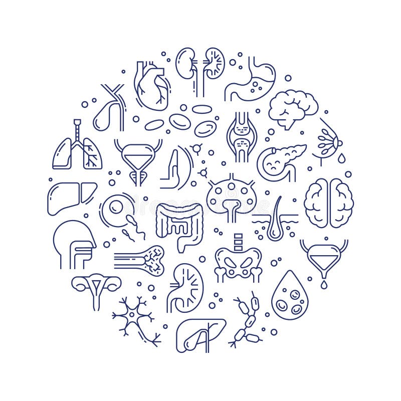 Circular Template of Linear Vector Icons of Human Organs and Skeleton ...