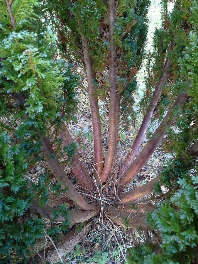 Circular Tree Trunk Pattern Stock Photo - Image of plant, tree: 97361488